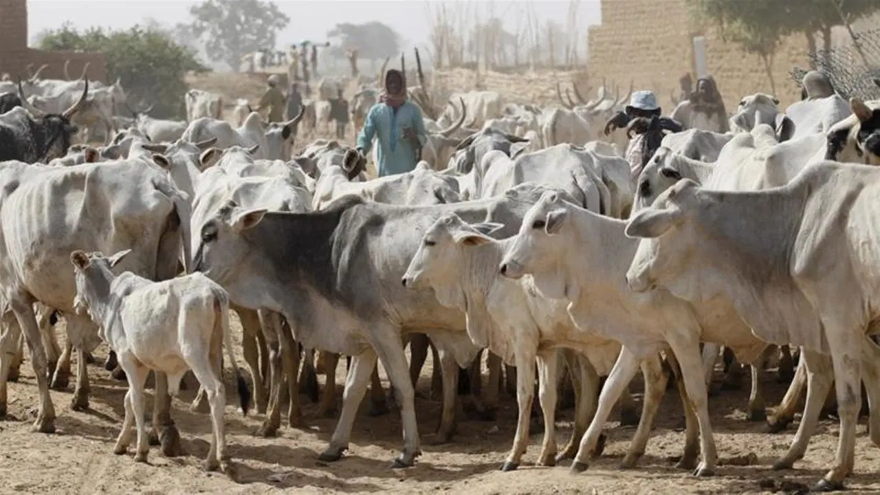 Delta State livestock committee takes action against herders invading ...